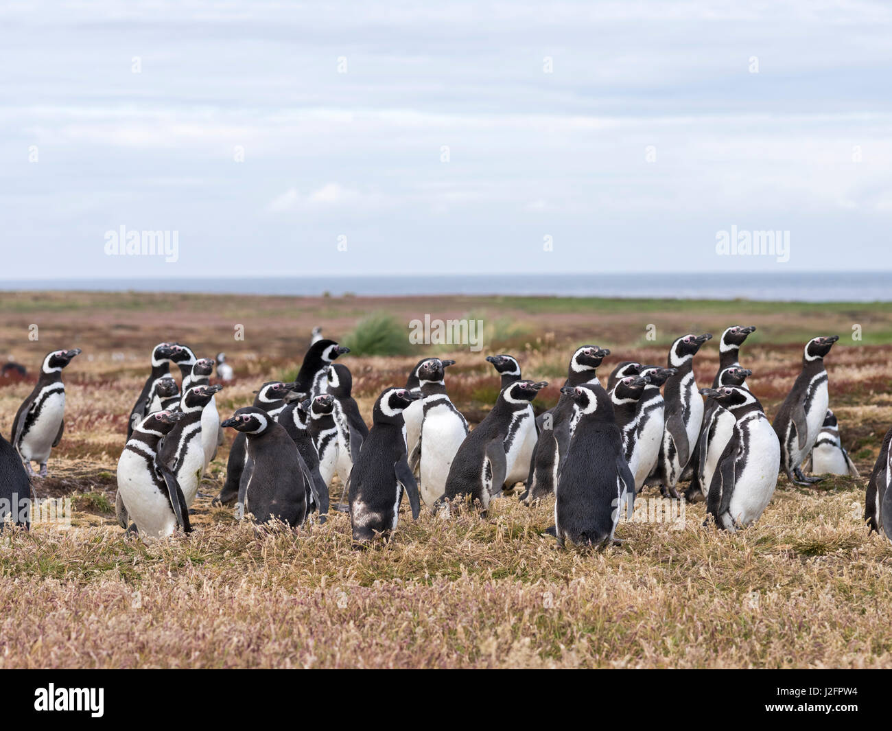 Magellanic Penguin (Spheniscus magellanicus), group. South America ...