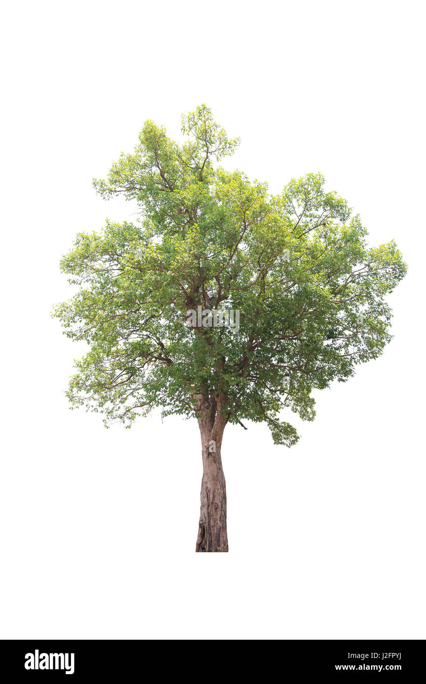 Trees isolated on white background Stock Photo - Alamy