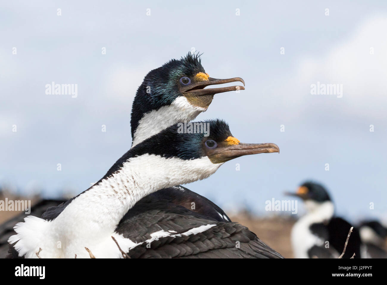 Imperial Shag also called King Shag, blue-eyed Shag, blue-eyed ...