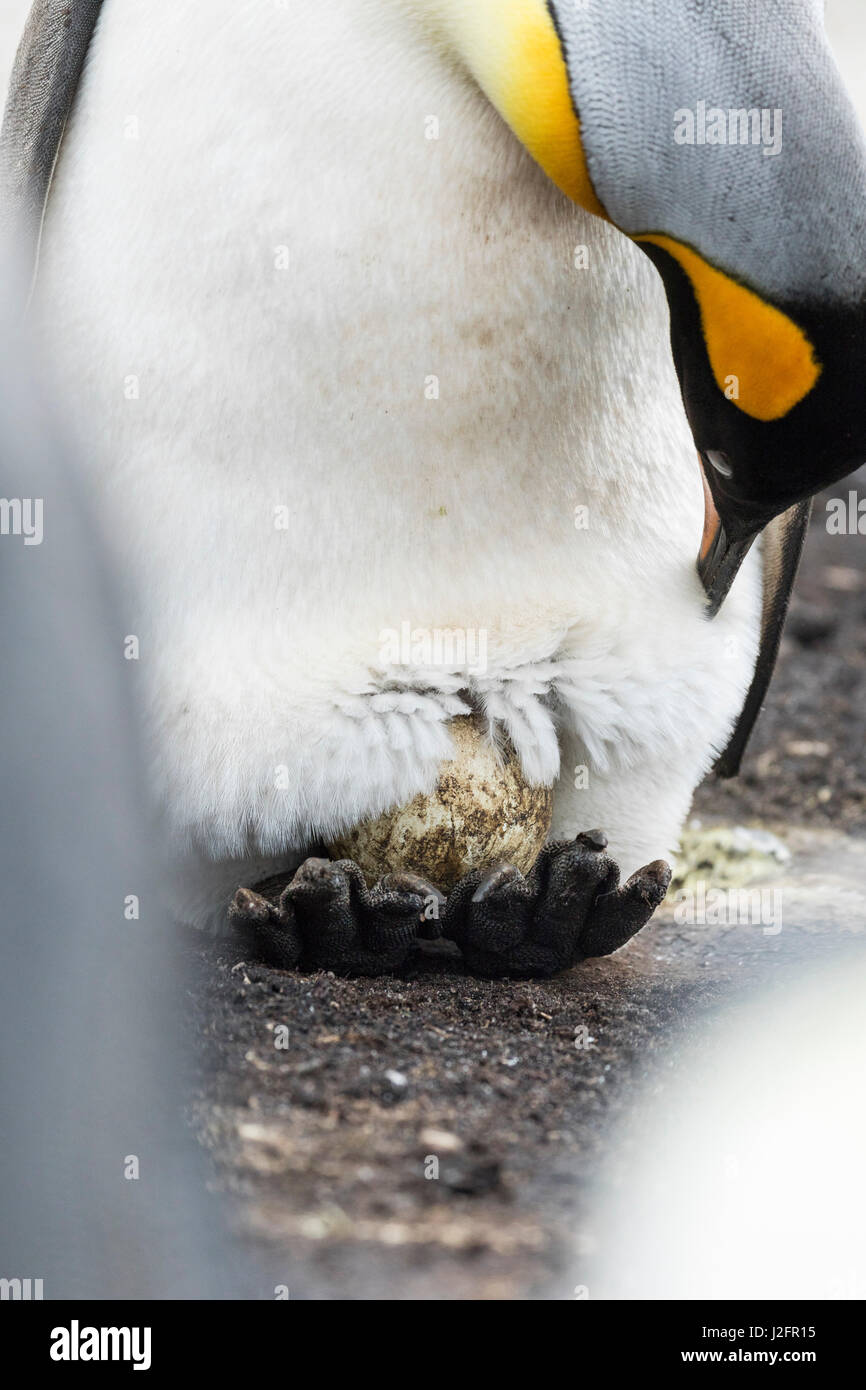 Penguin egg on feet hi-res stock photography and images - Alamy