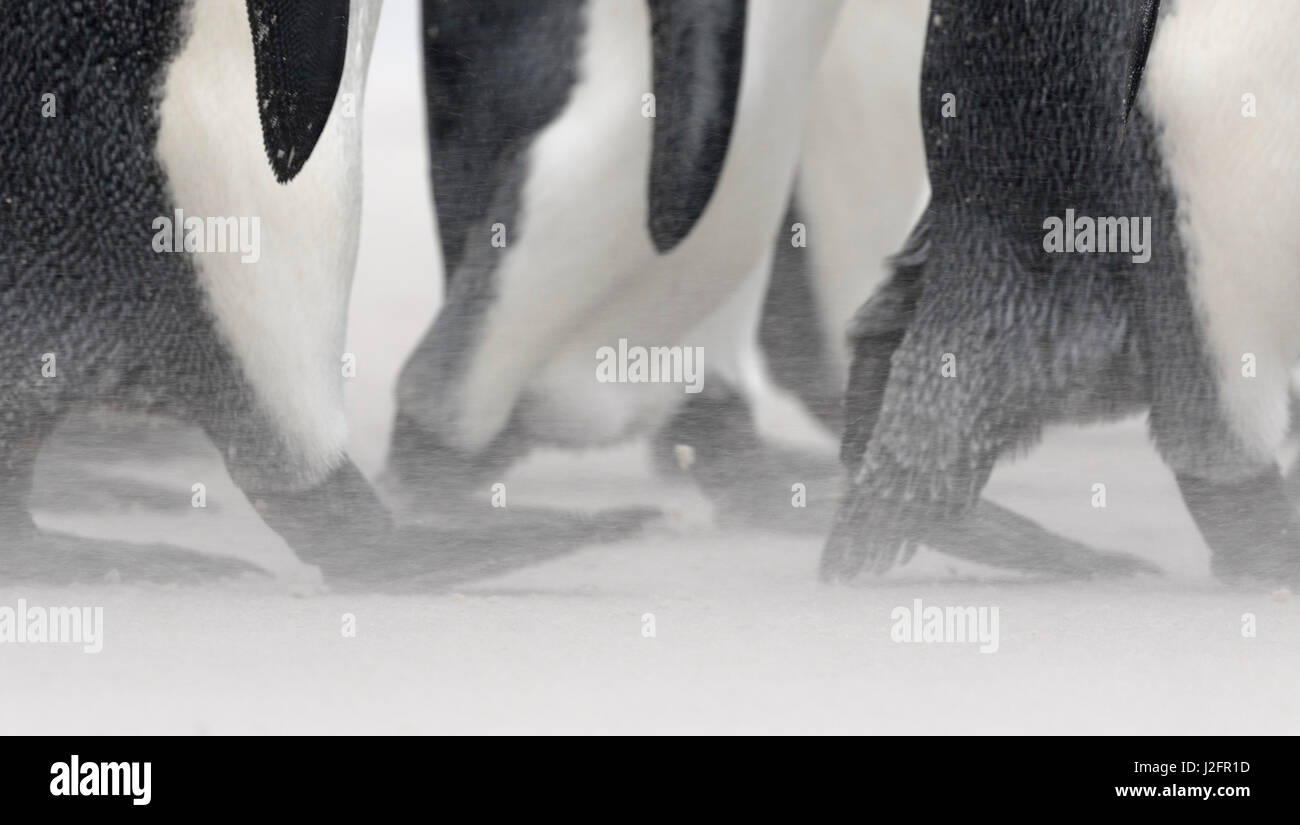 Penguin feet black hi-res stock photography and images - Alamy