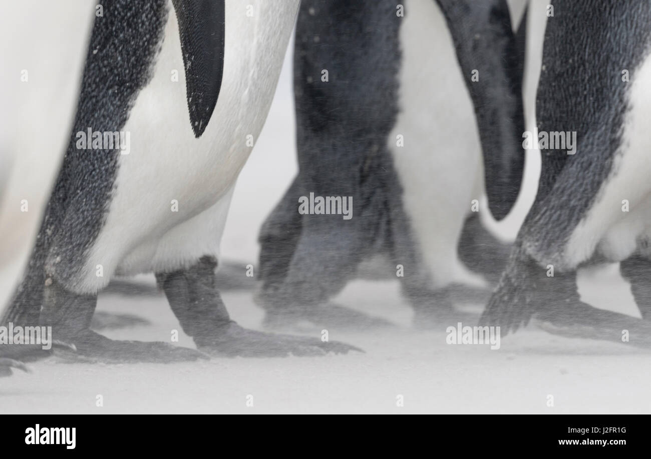 Penguin feet black hi-res stock photography and images - Alamy