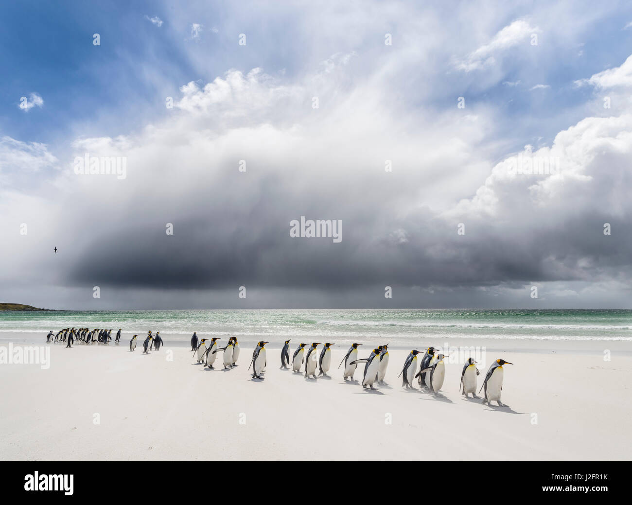 King Penguin (Aptenodytes patagonicus), Falkland Islands, South ...
