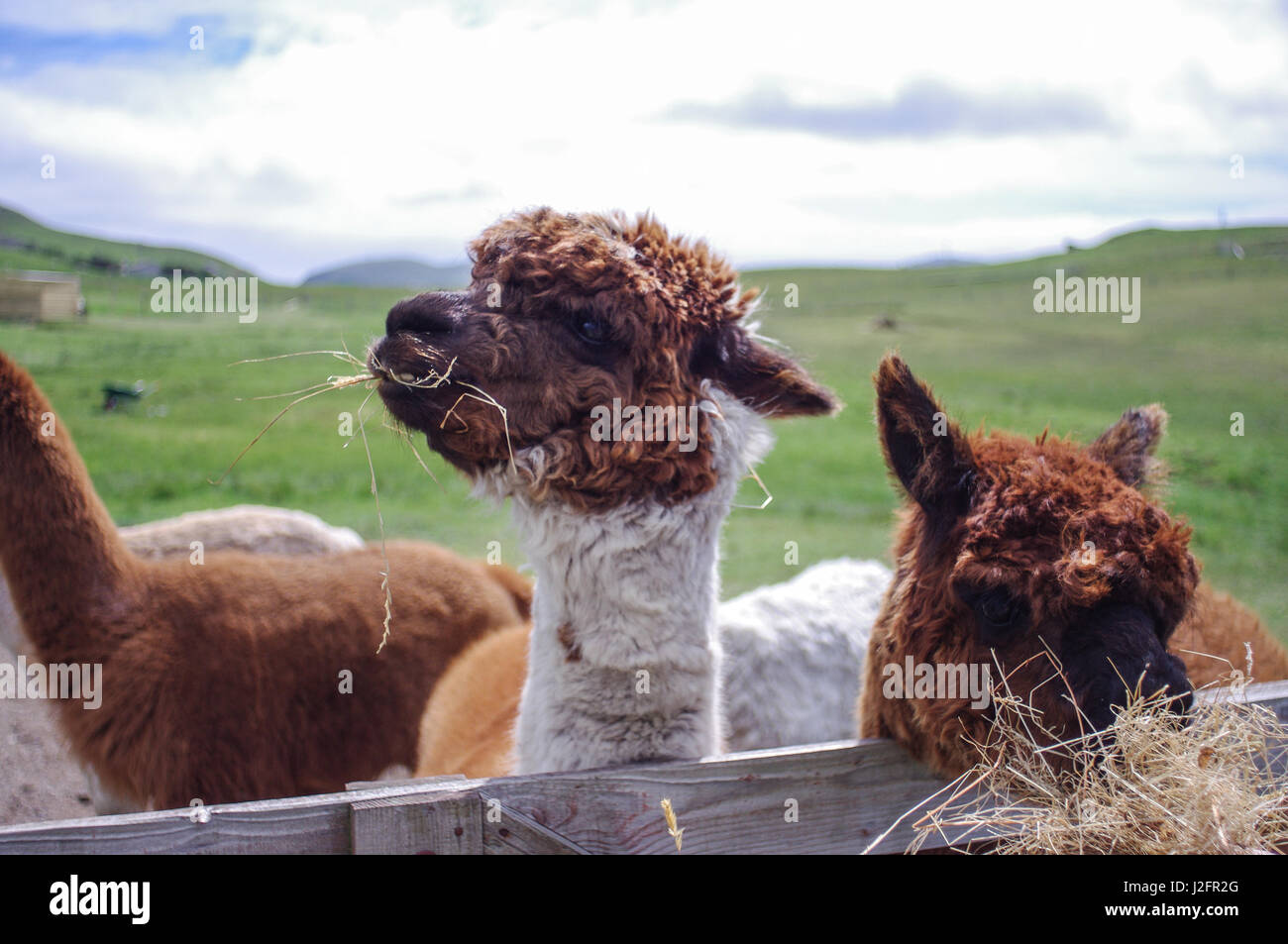 Llamas feeding on a remote farm in Shetland, SCotland. Llama cheese is ...