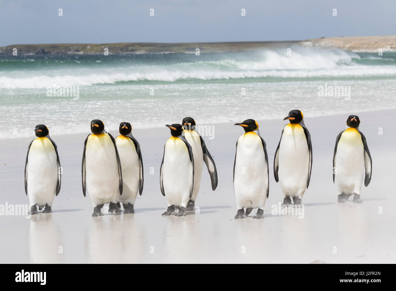King Penguin (Aptenodytes patagonicus), Falkland Islands, South ...
