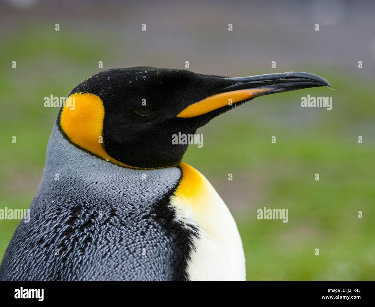 King Penguin (Aptenodytes patagonicus), Falkland Islands, South ...