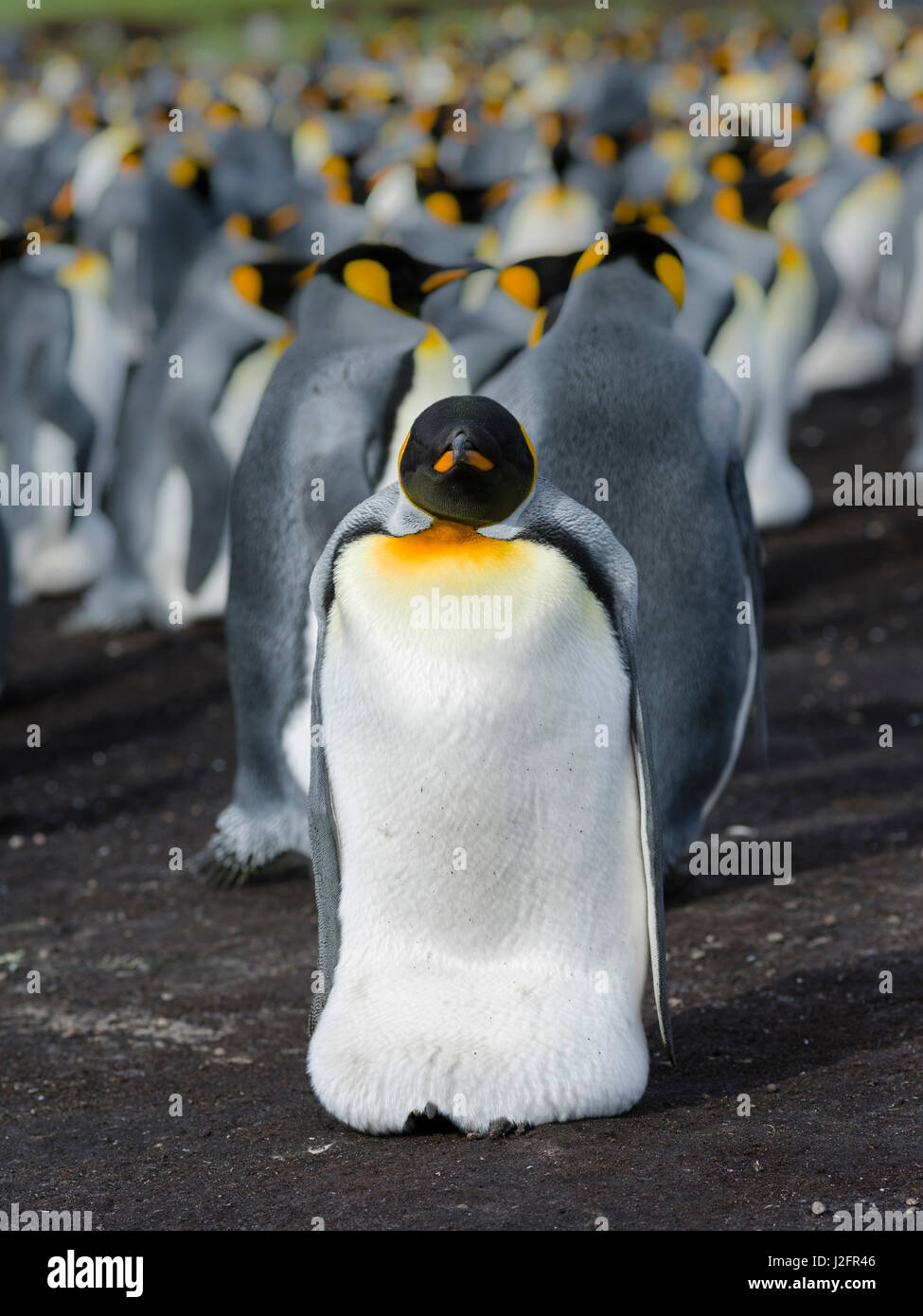 King Penguin (Aptenodytes patagonicus), Falkland Islands, South ...