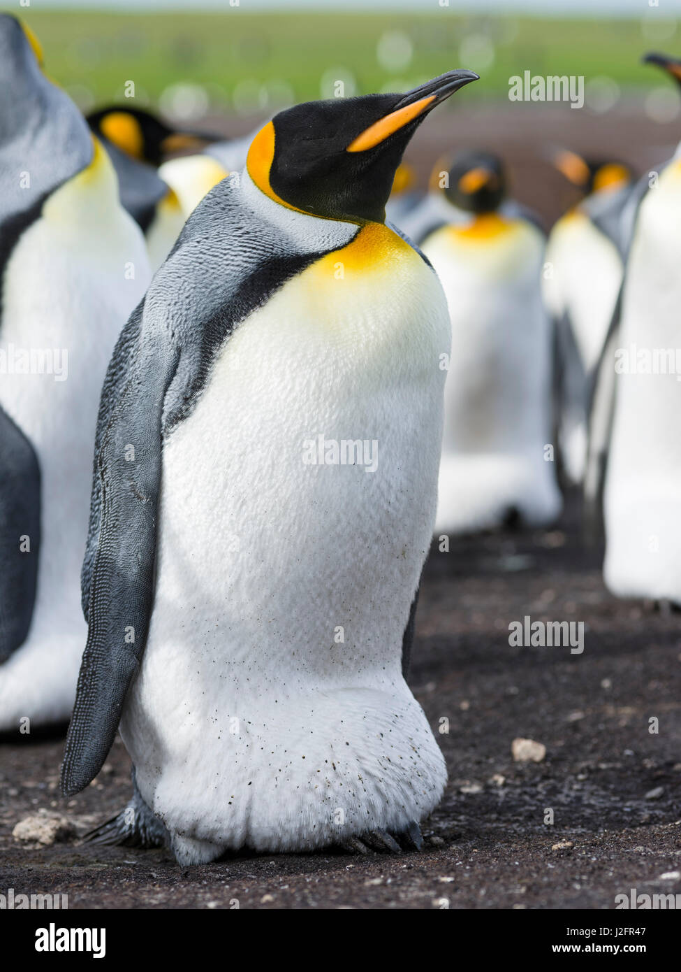 Brood Pouch Stock Photos & Brood Pouch Stock Images - Alamy