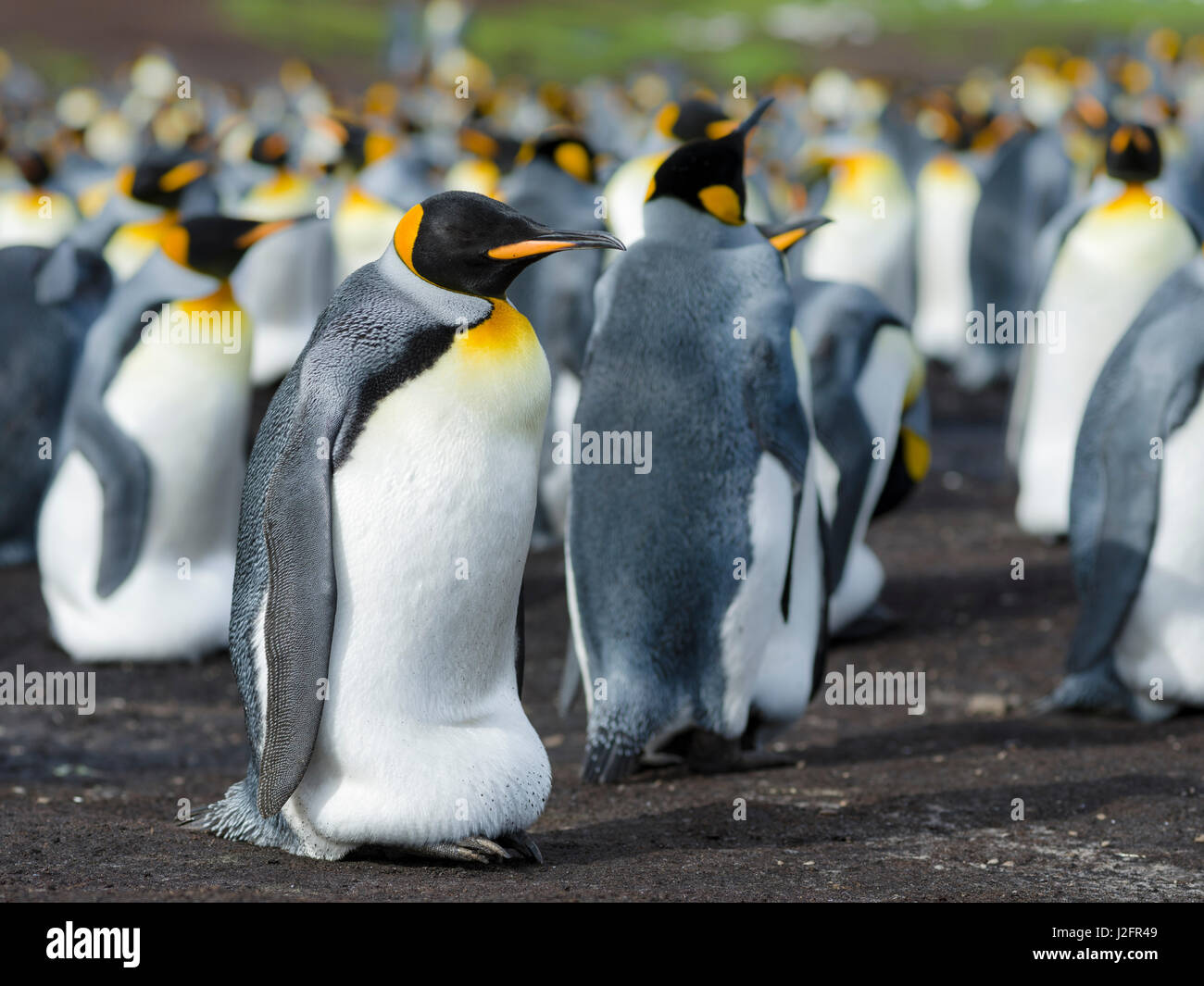 King Penguin (Aptenodytes patagonicus), Falkland Islands, South ...