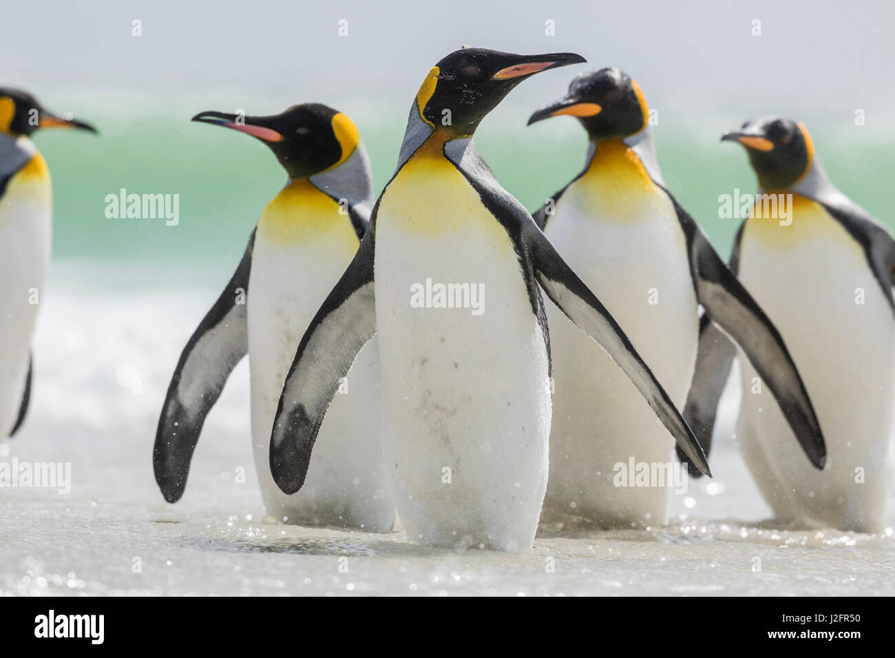 King Penguin (Aptenodytes patagonicus), Falkland Islands, South ...