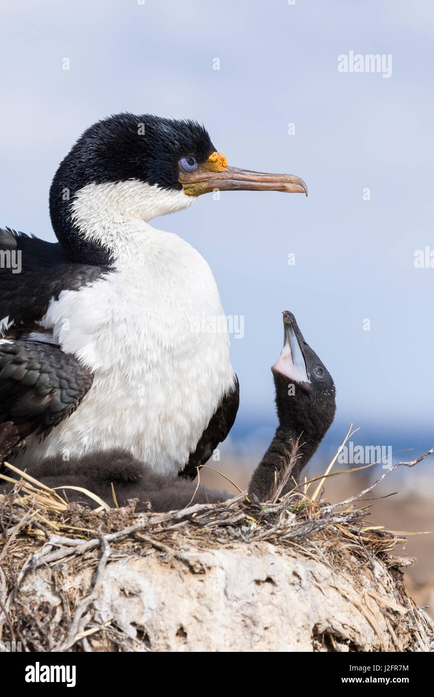 Imperial Shag also called King Shag, blue-eyed Shag, blue-eyed ...