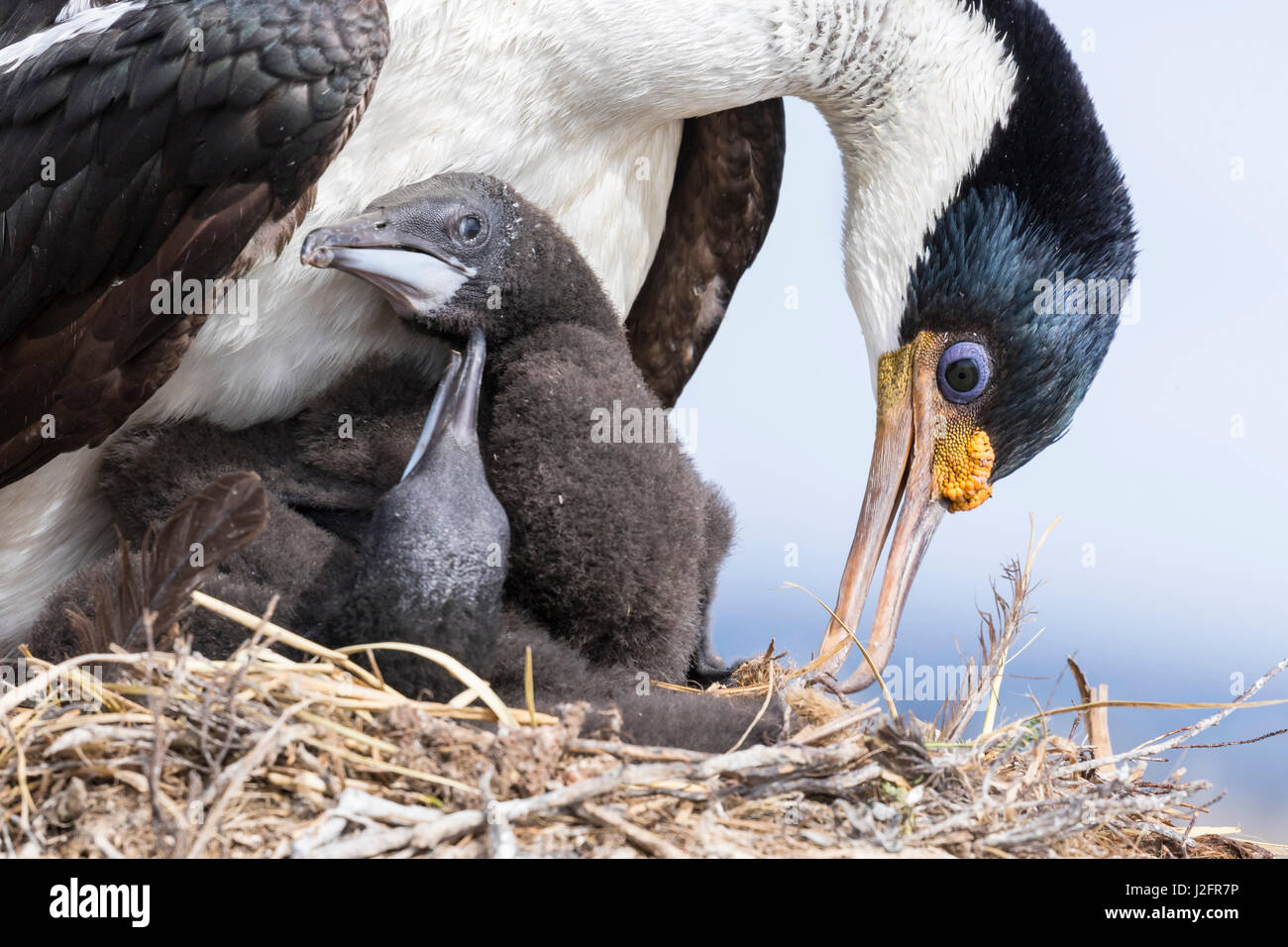 Imperial Shag also called King Shag, blue-eyed Shag, blue-eyed ...