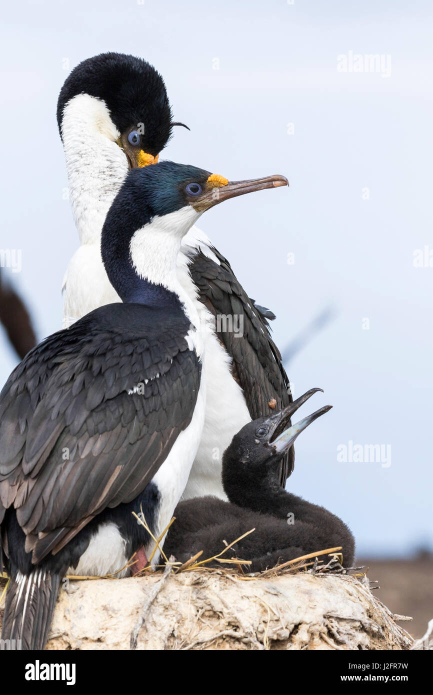 Imperial Shag also called King Shag, blue-eyed Shag, blue-eyed ...