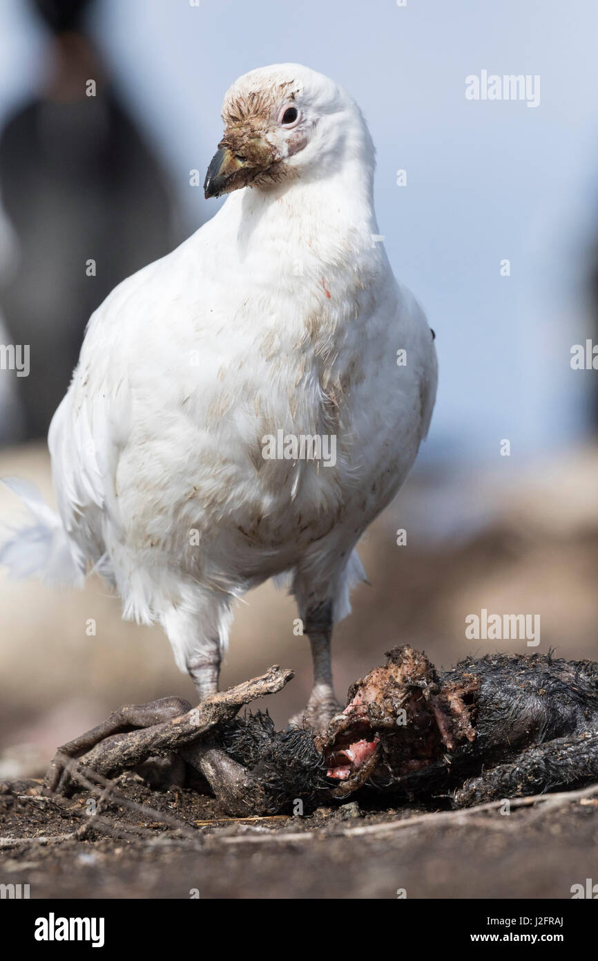 Snowy sheathbill (Chionis alba) also called greater sheathbill, pale ...