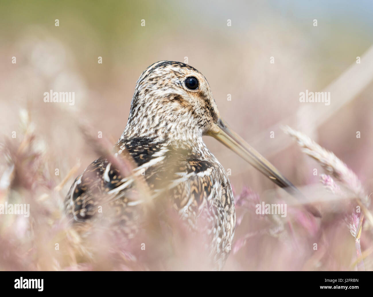 Gallinago Paraguaiae Magellanica High Resolution Stock Photography and ...