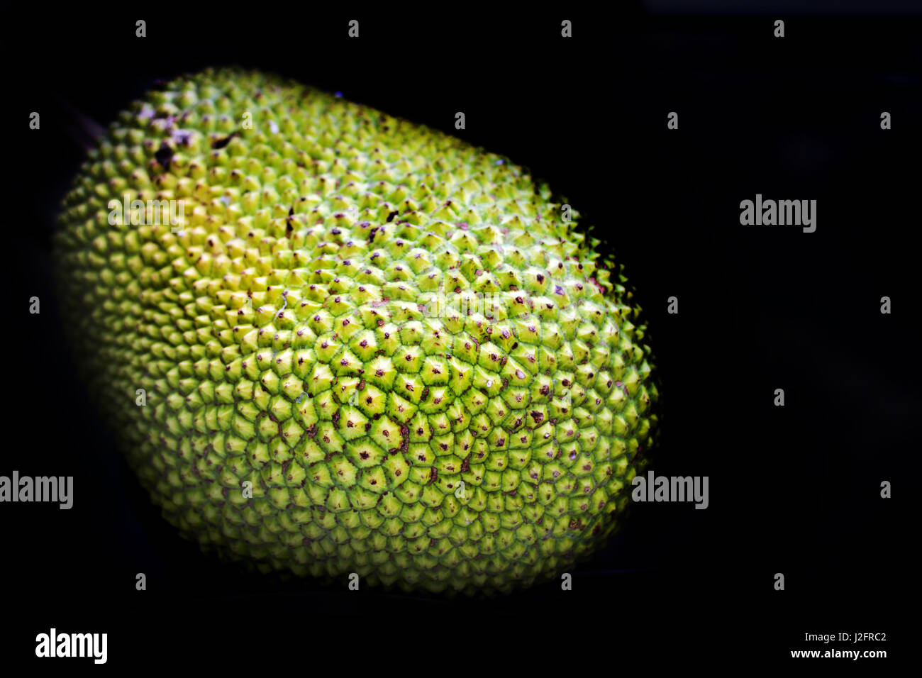 close up shot green jack fruit skin in dark Stock Photo - Alamy