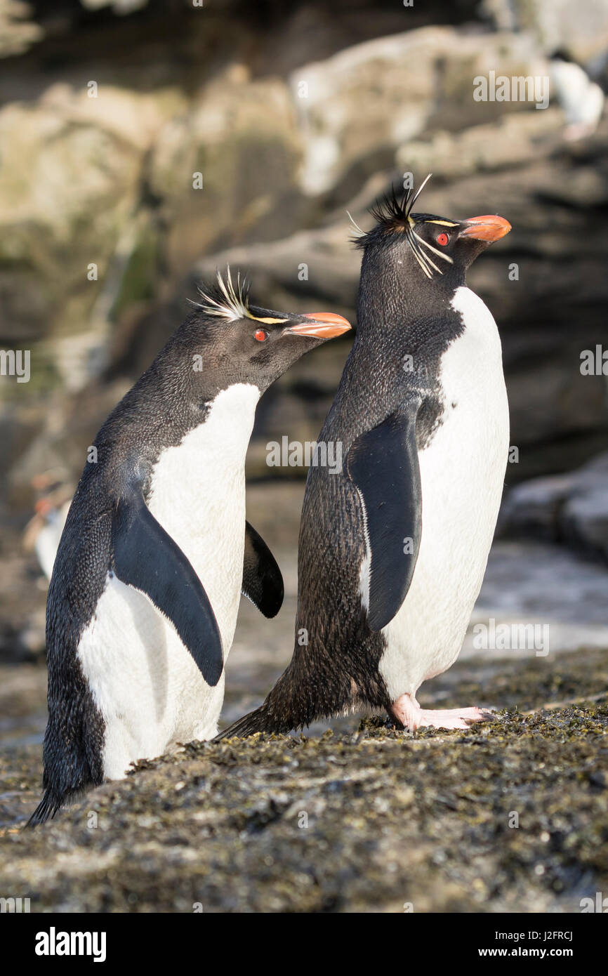 Rockhopper penguin (Eudyptes chrysocome), subspecies southern ...