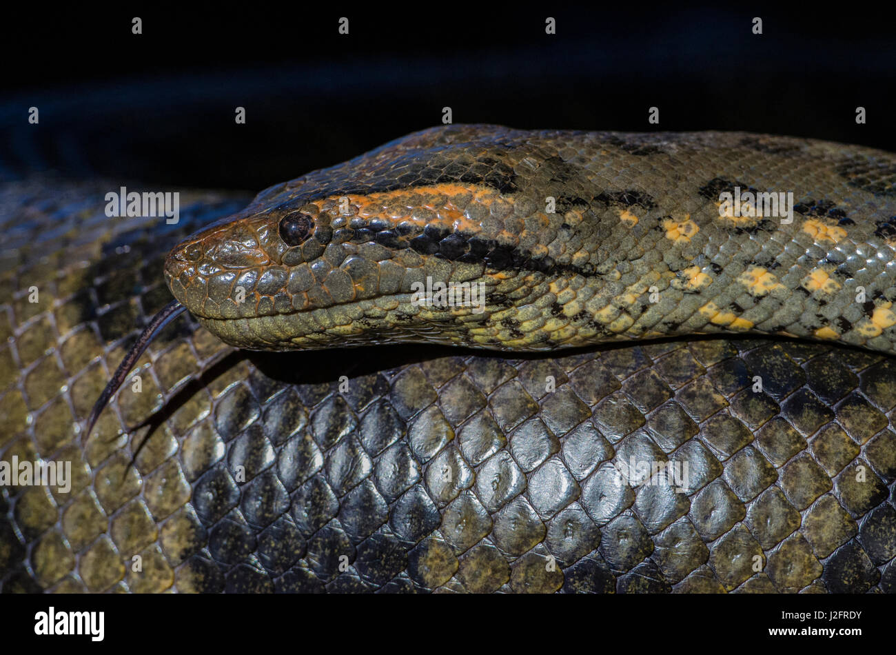 Anaconda, (Eunectes murinus), Georgetown Zoo, Guyana. captive Stock ...