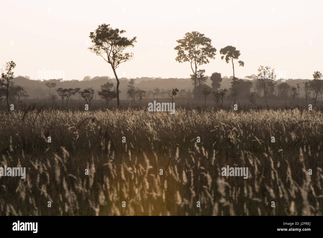 Savanna Rupununi, Guyana Stock Photo - Alamy