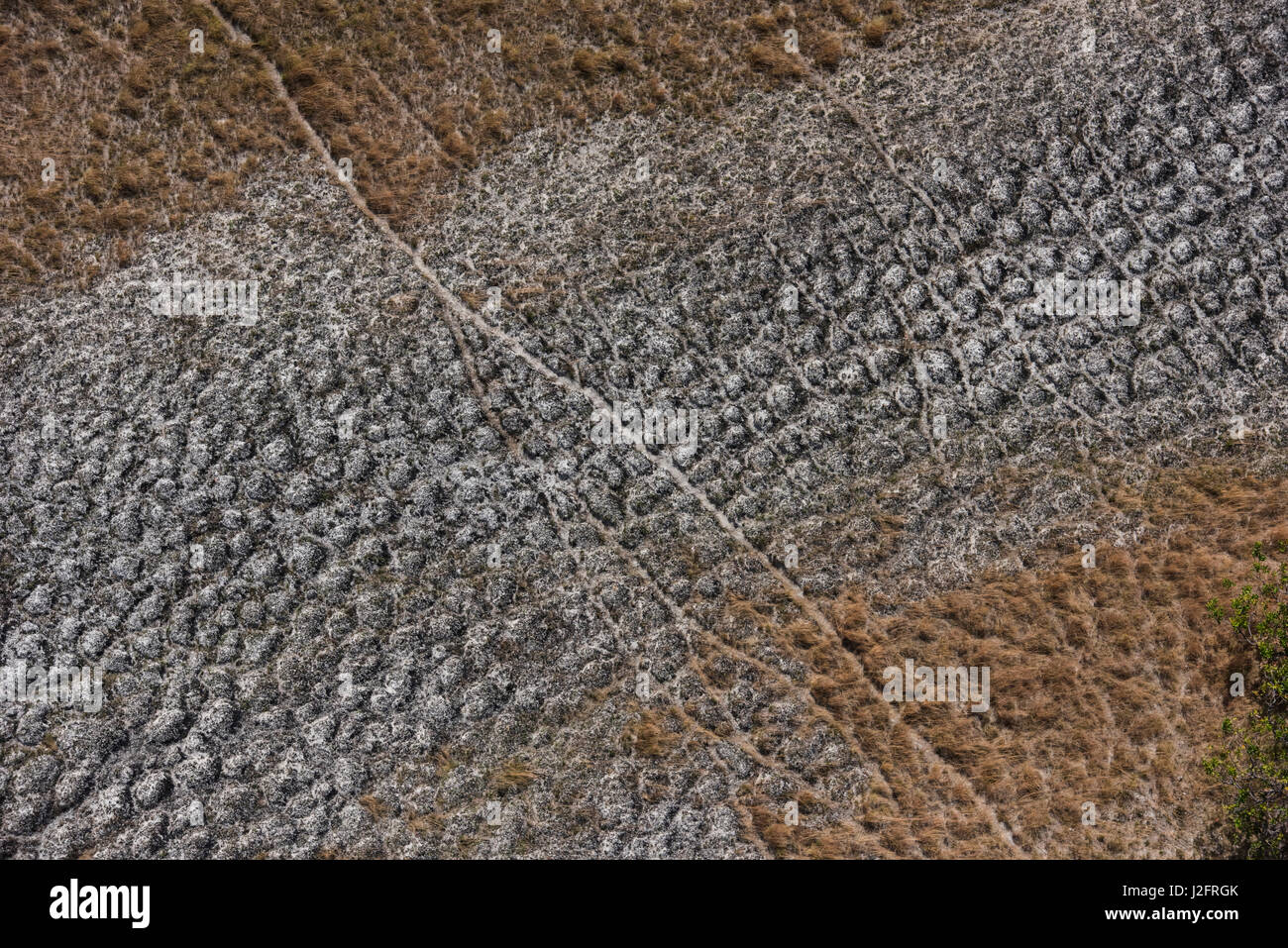 Grassland texture. Savanna Rupununi, Guyana Stock Photo - Alamy