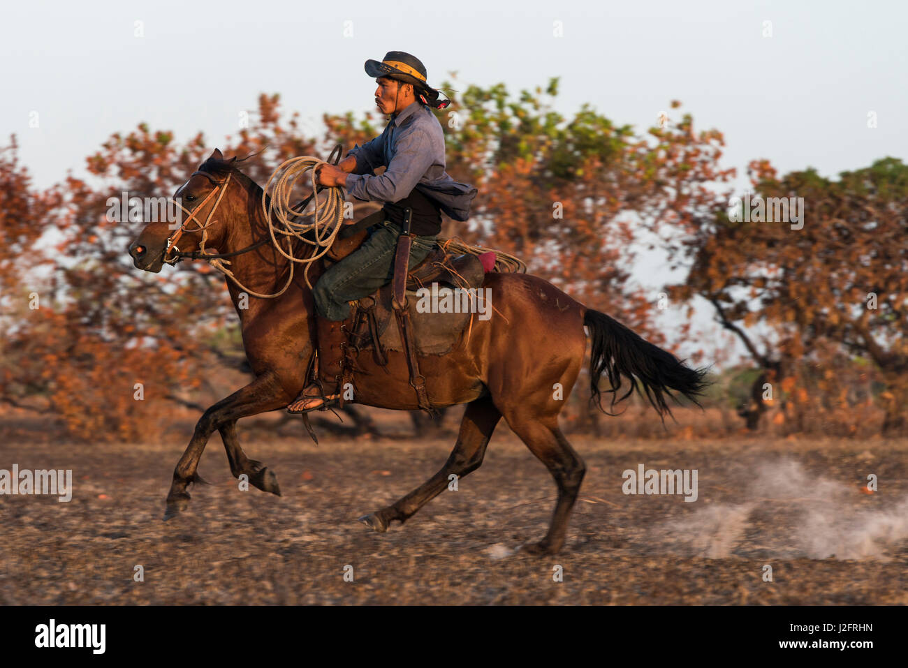 Amerindian Cowboy. Savanna Rupununi, Guyana Stock Photo - Alamy