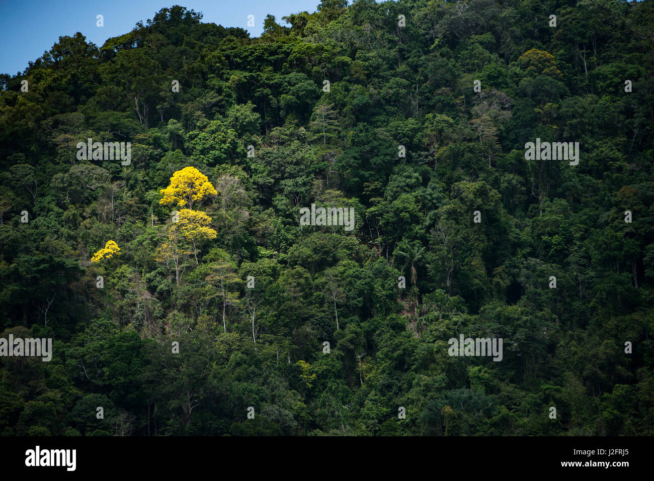 Guyana rainforest canopy hi-res stock photography and images - Alamy