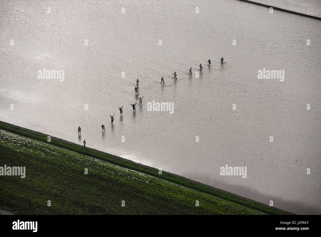 Rice production. Coastal area, Guyana Stock Photo - Alamy