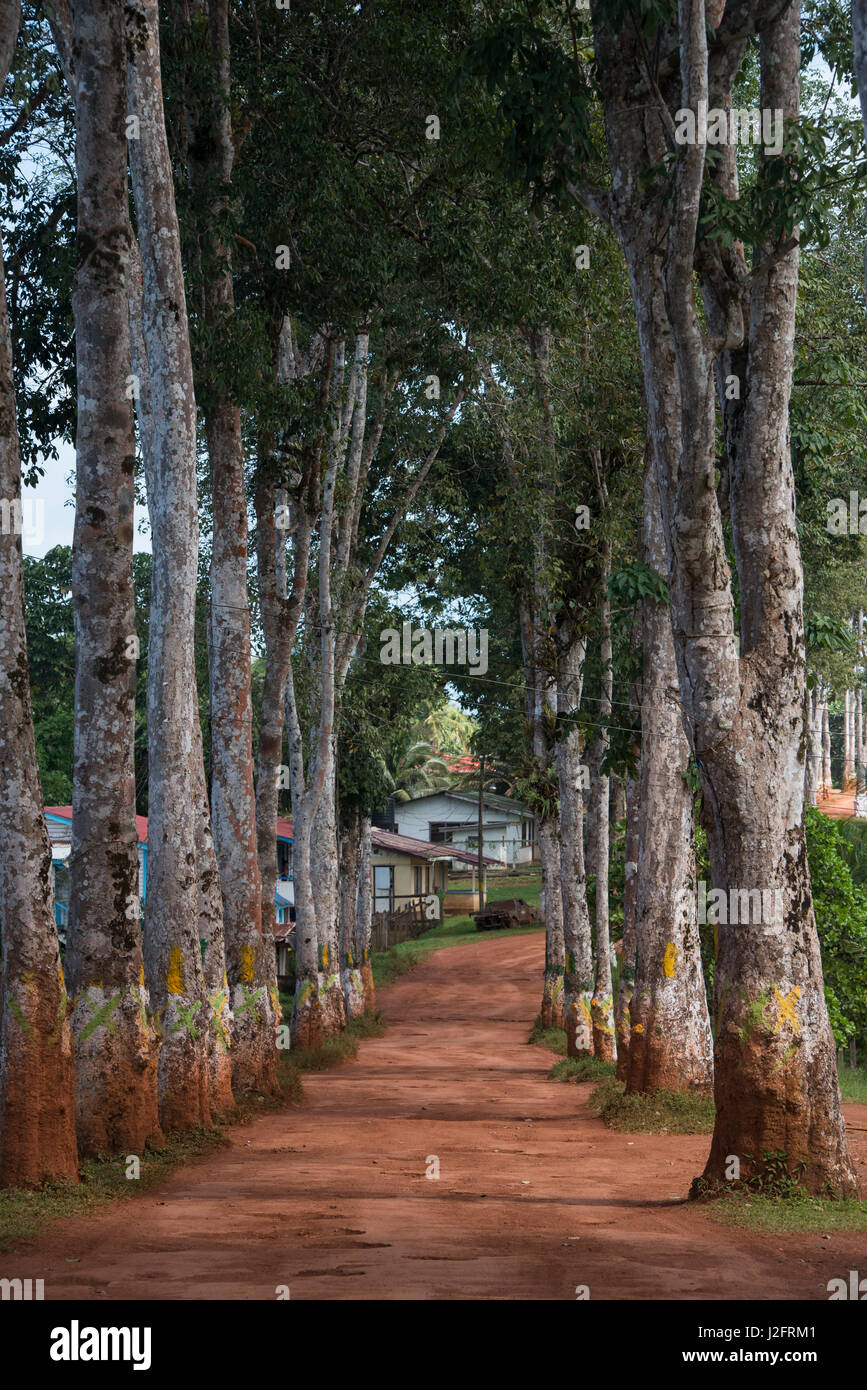 Rubber walk. Mabaruma, Guyana Stock Photo - Alamy