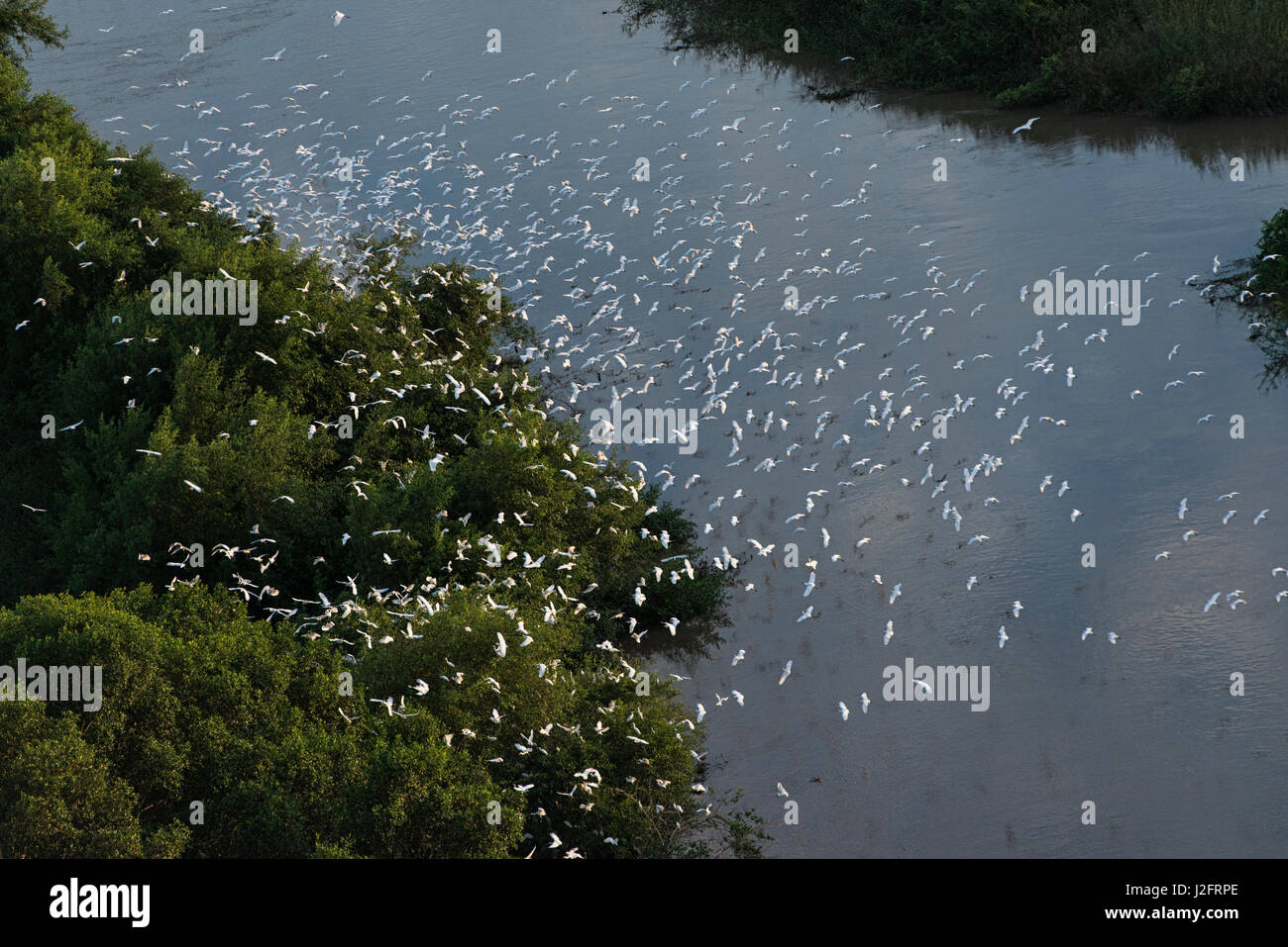 Mahaica river egrets east georgetown hi-res stock photography and ...