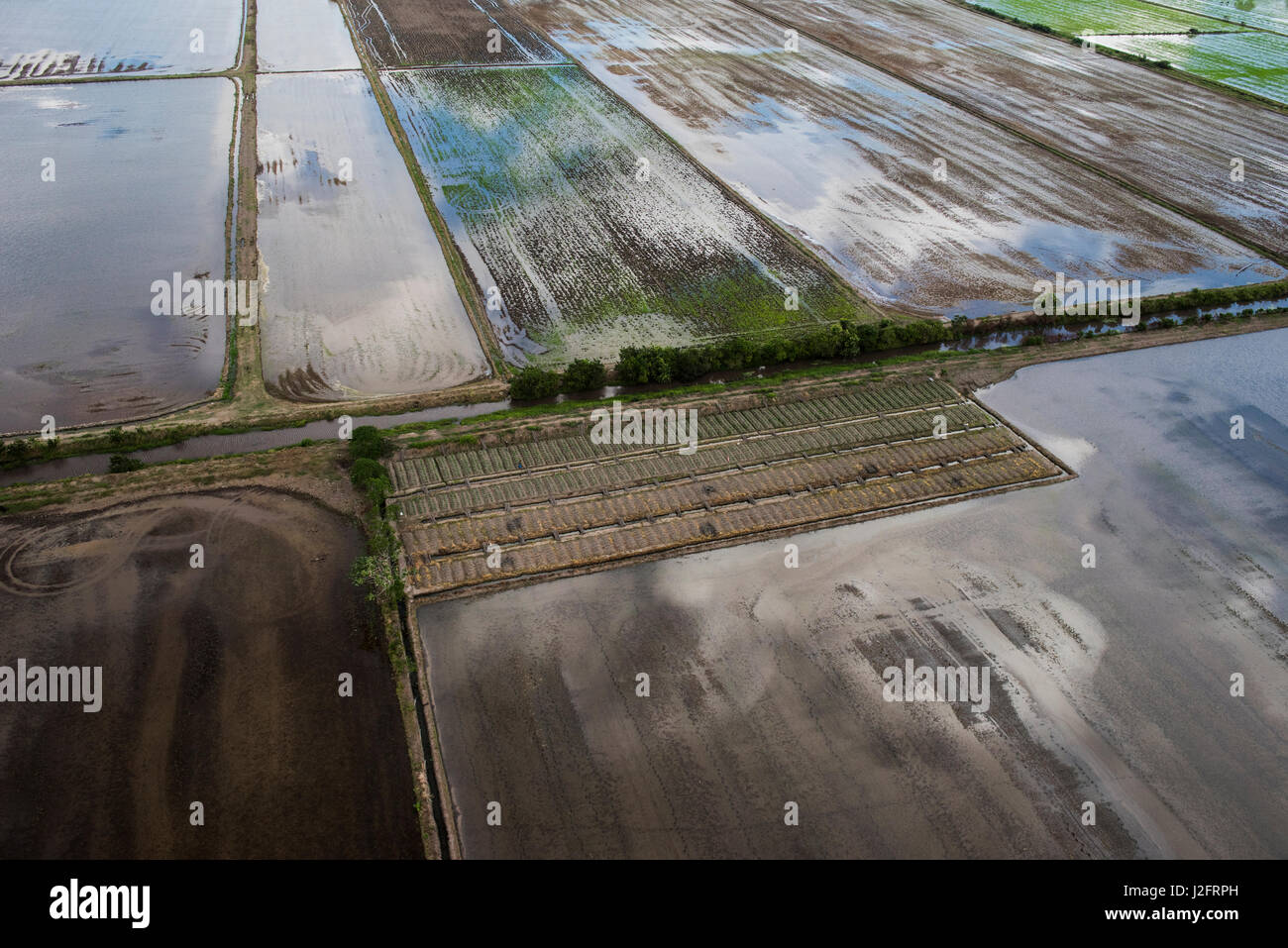 Rice production. East Demerara Conservancy, Guyana Stock Photo - Alamy
