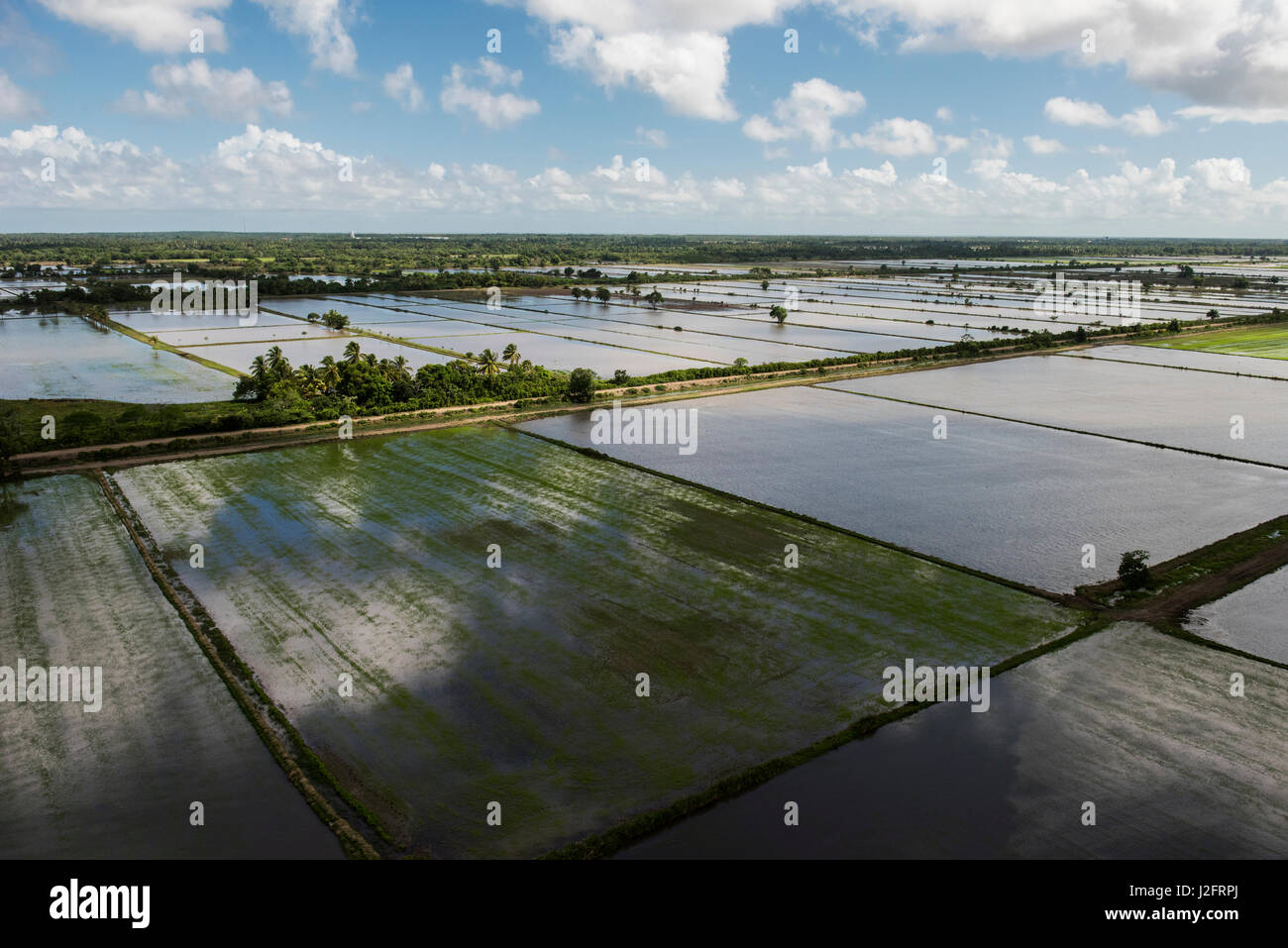 Rice production. East Demerara Conservancy, Guyana Stock Photo - Alamy