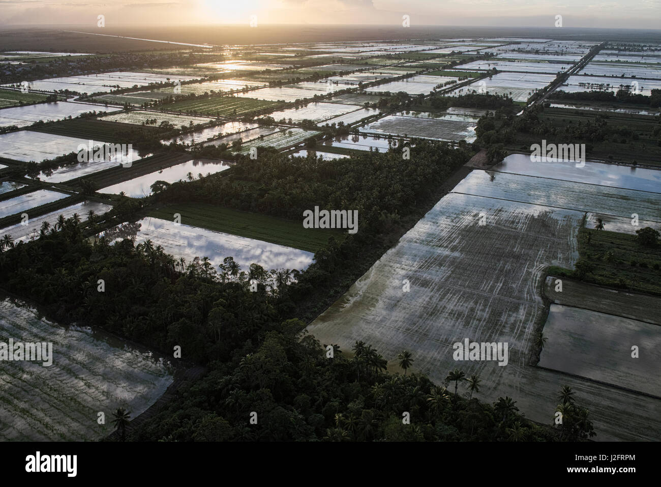 Rice production. Coastal area, Near Georgetown, Guyana Stock Photo - Alamy