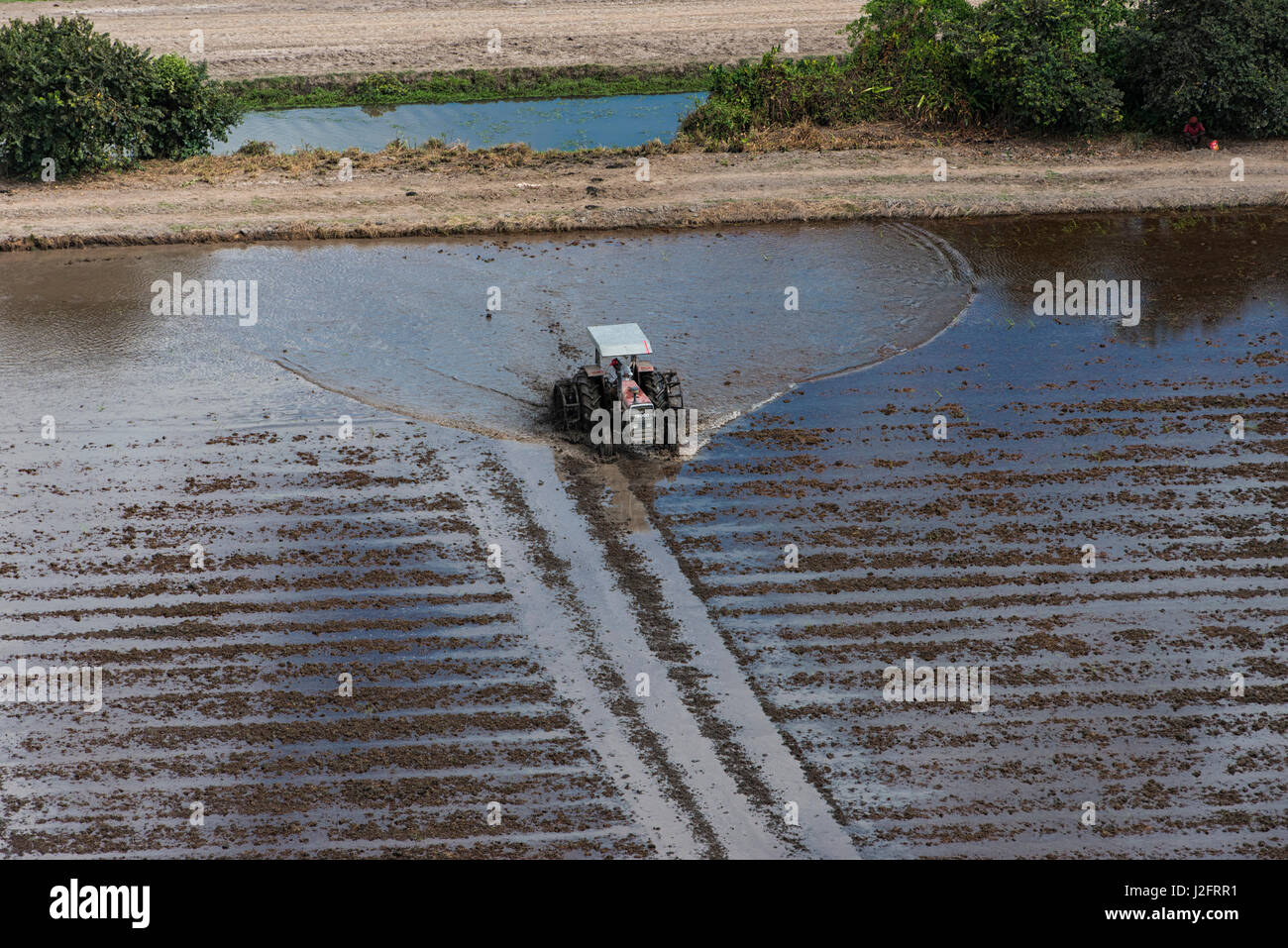 Tractor. Rice production. Coastal area, Guyana Stock Photo - Alamy
