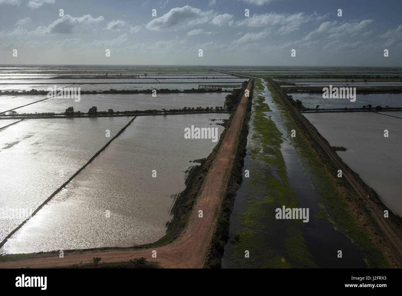 Rice production. Coastal area, Miconi Mahaica, Guyana Stock Photo - Alamy