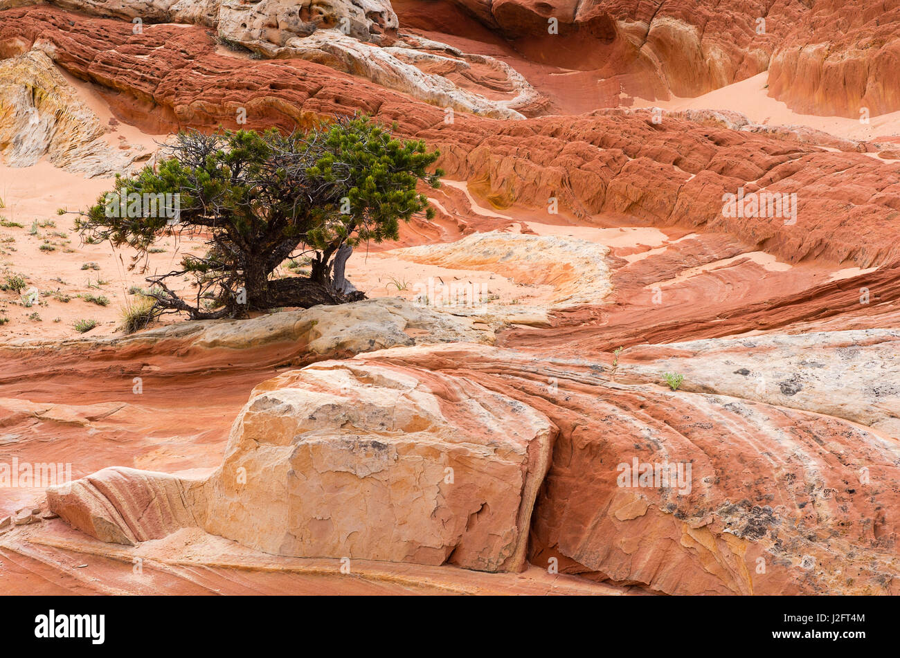 USA, Arizona, Vermilion Cliffs National Monument. Red and white ...