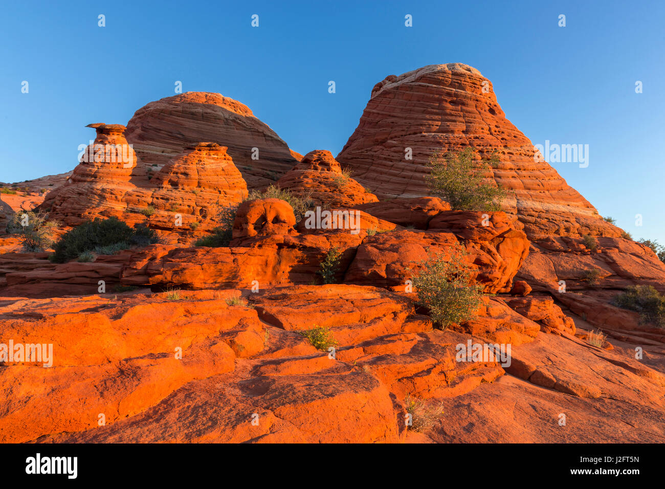 Layered sandstone and desert wildflowers in the Vermillion Cliffs ...