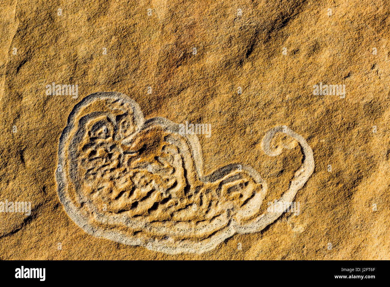 Cyanobacteria fossil hi-res stock photography and images - Alamy