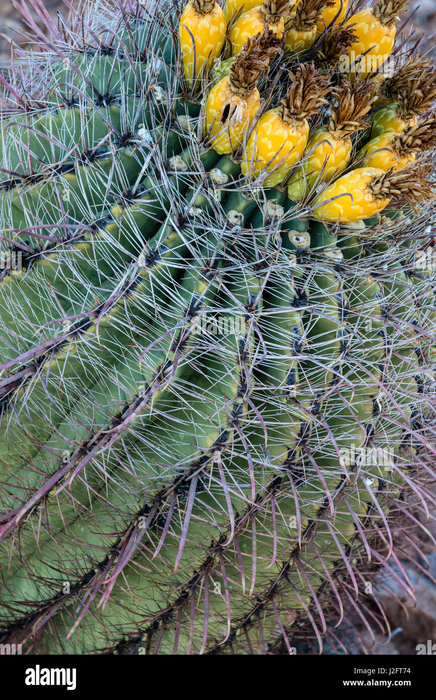 Barrel Cactus with fruit in spring at Saguaro National Park in Tucson ...
