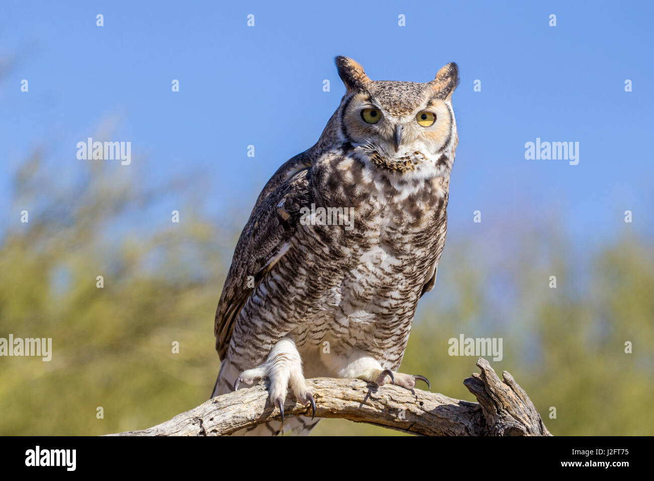 Great Horned Owl at the Arizona Sonora Desert Museum in Tucson, Arizona ...