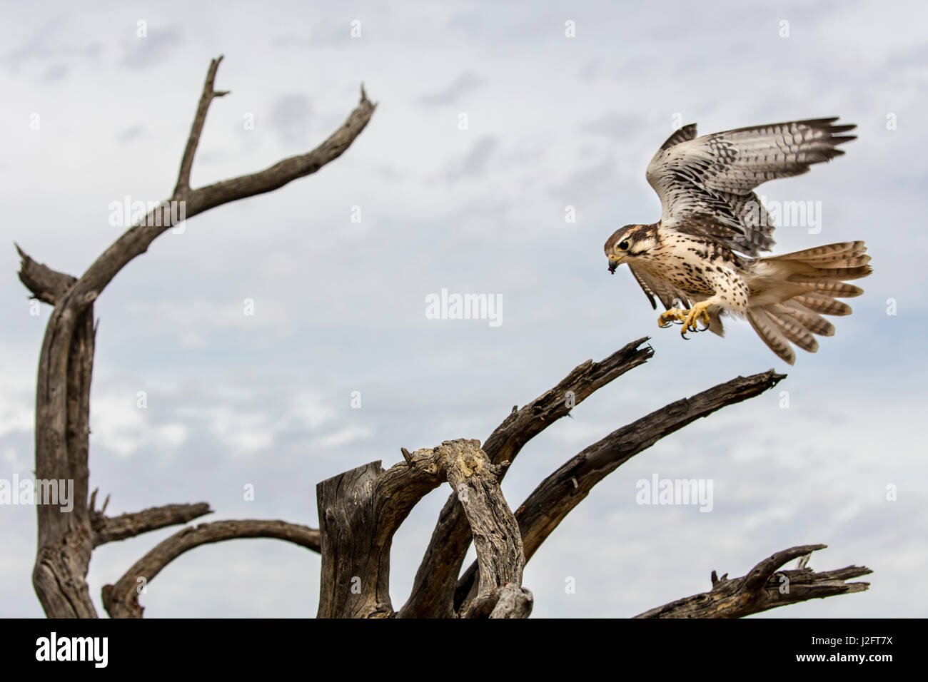Prairie Falcon at the Arizona Sonora Desert Museum in Tucson, Arizona ...