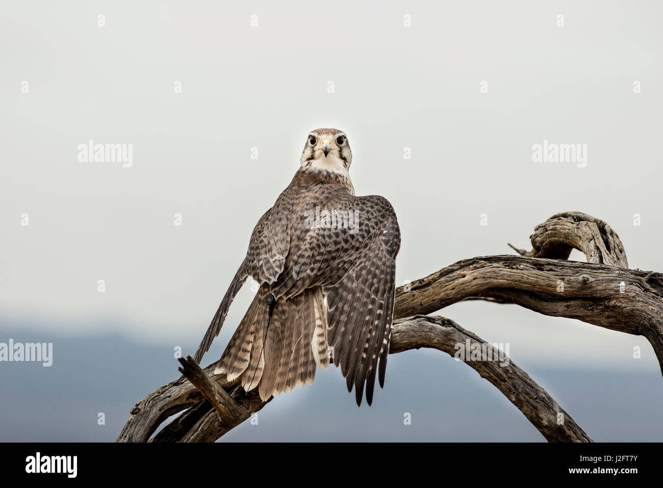 Prairie Falcon at the Arizona Sonora Desert Museum in Tucson, Arizona ...
