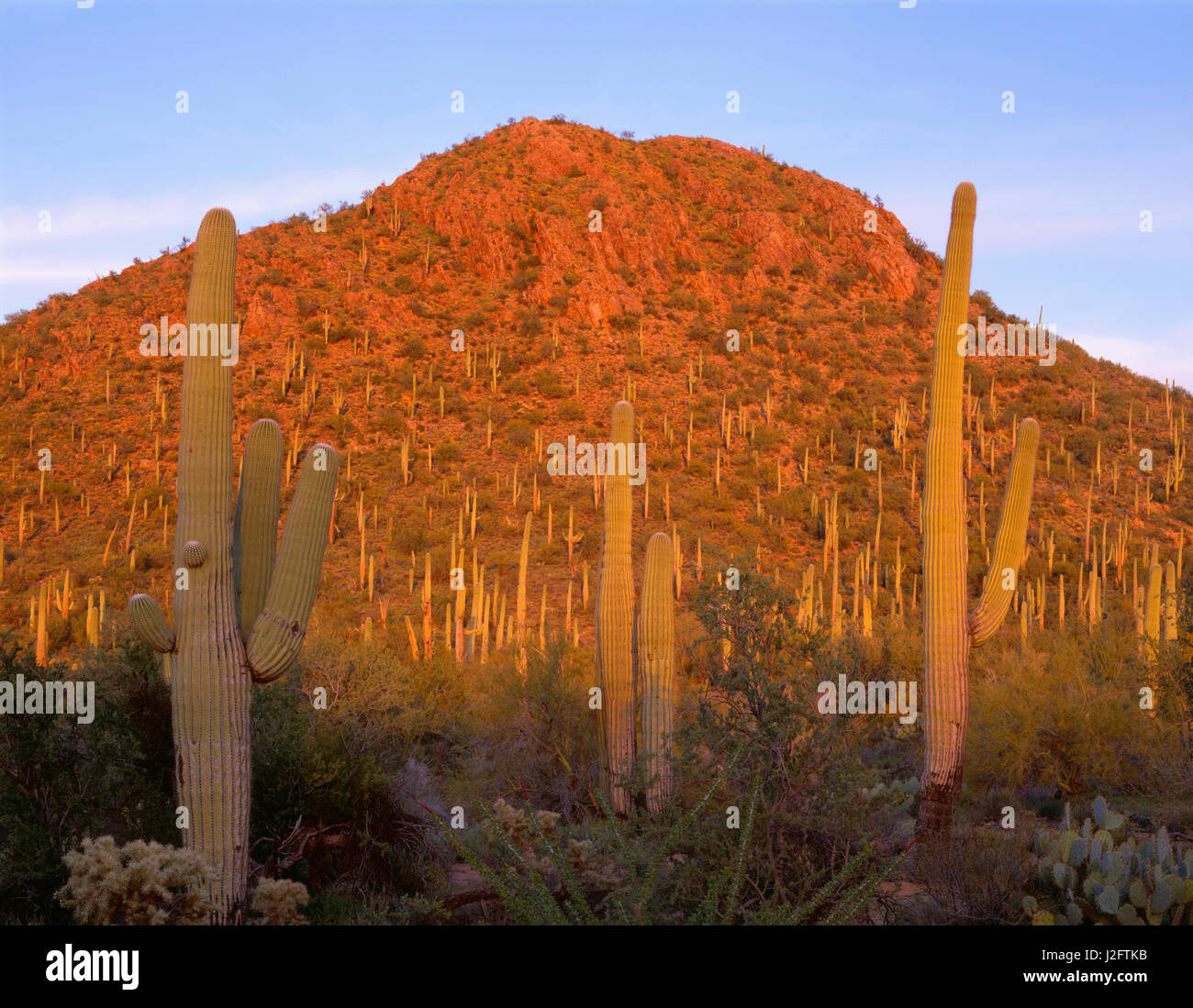 USA, Arizona, Saguaro National Park, Tucson Mountain District, Saguaro ...