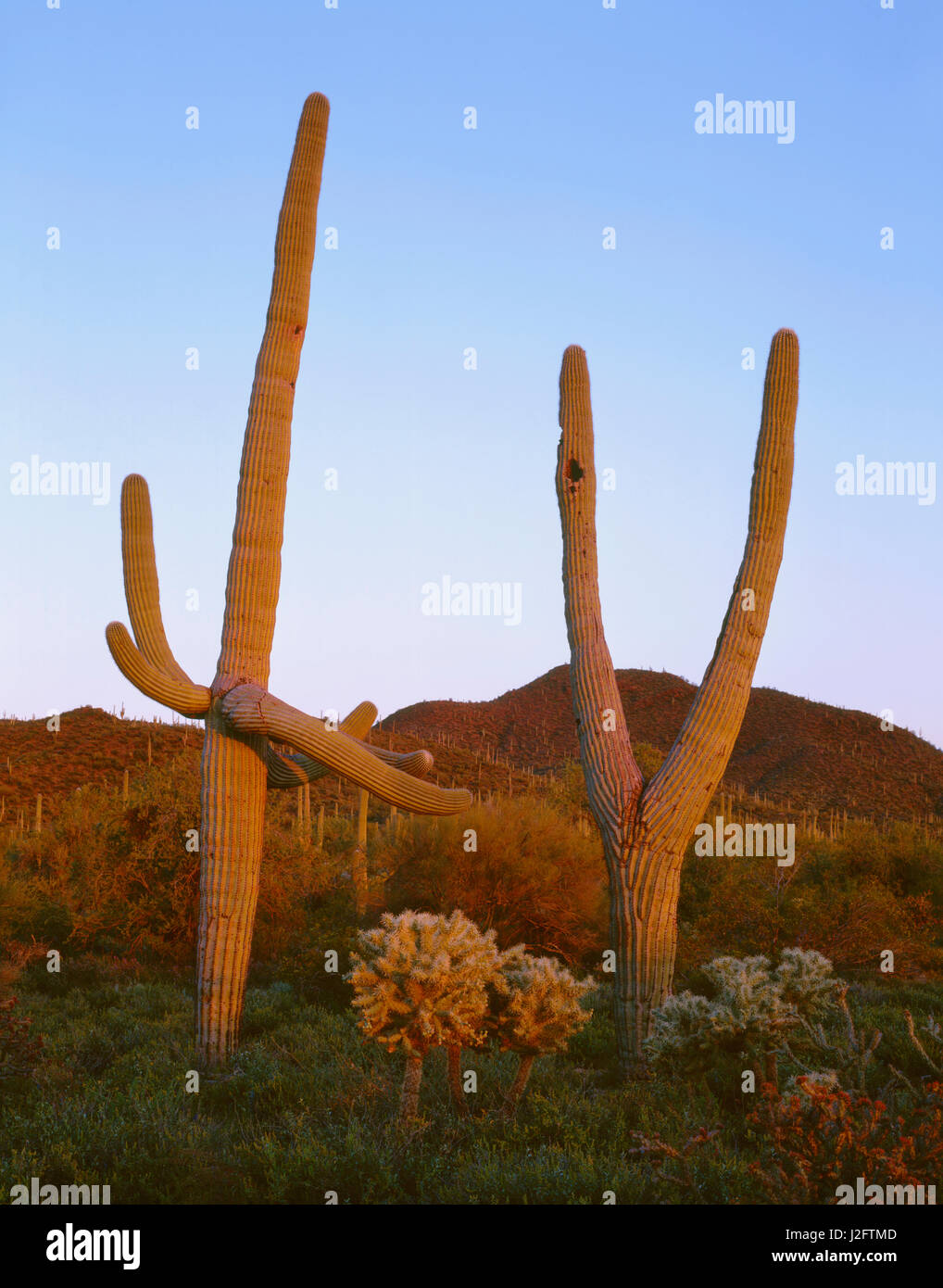USA, Arizona, Saguaro National Park, Tucson Mountain District ...