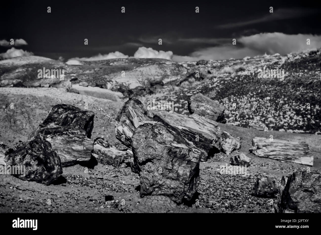 Fossilized and petrified trees are scattered throughout the Crystal ...