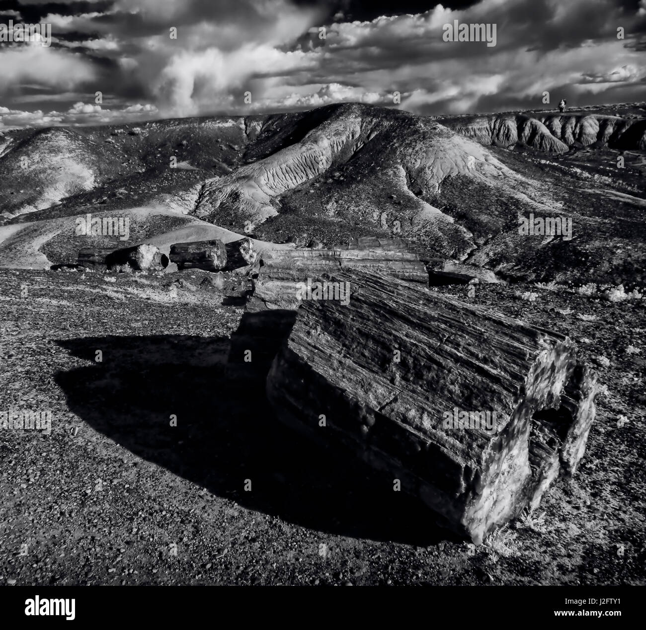 Fossilized and petrified trees are scattered throughout the Crystal ...