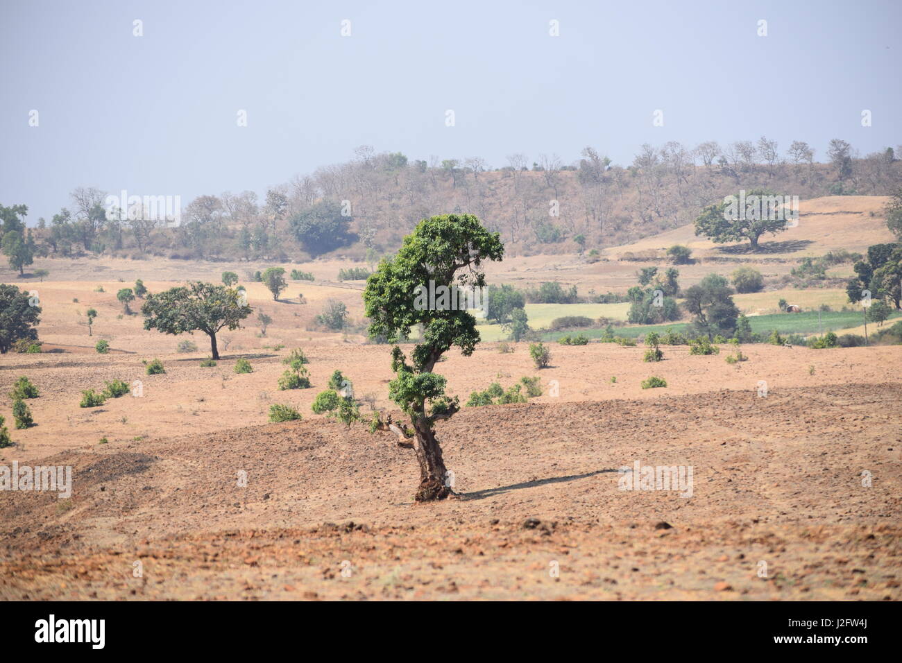 only one tree remaining in the area that used to be a jungle due to ...