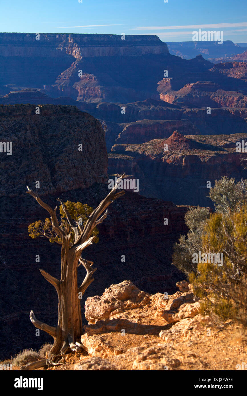 USA, Arizona, Grand Canyon. Tree at edge of the Grand Canyon, a UNESCO ...