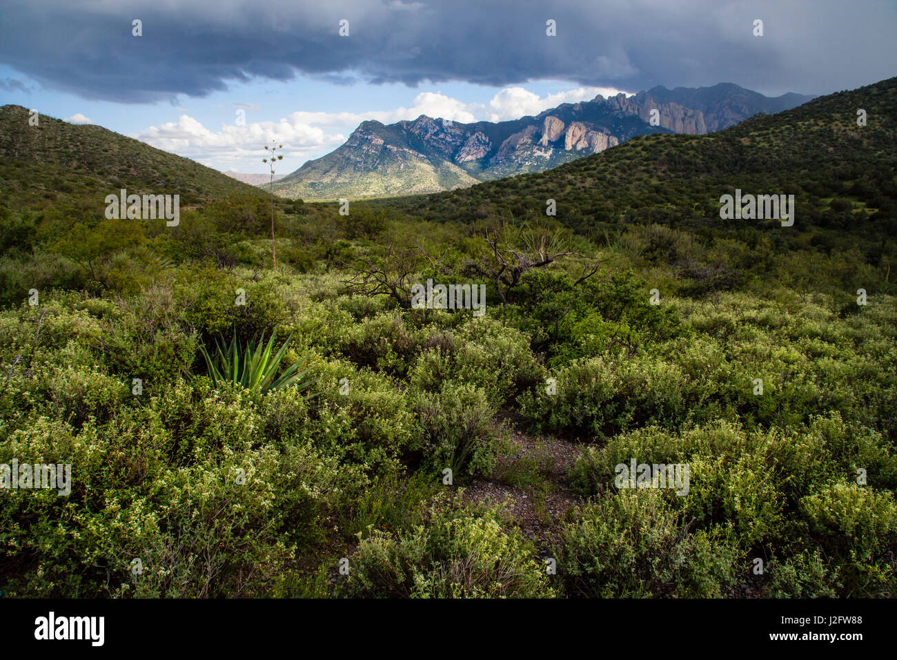 Sagebrush in the Chiricahua Mountains of Arizona Stock Photo - Alamy