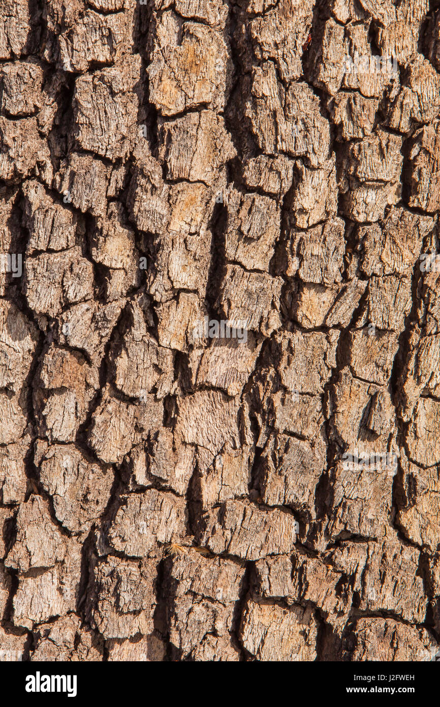 Patterns in the Bark of a Box Elder Tree Stock Photo - Alamy