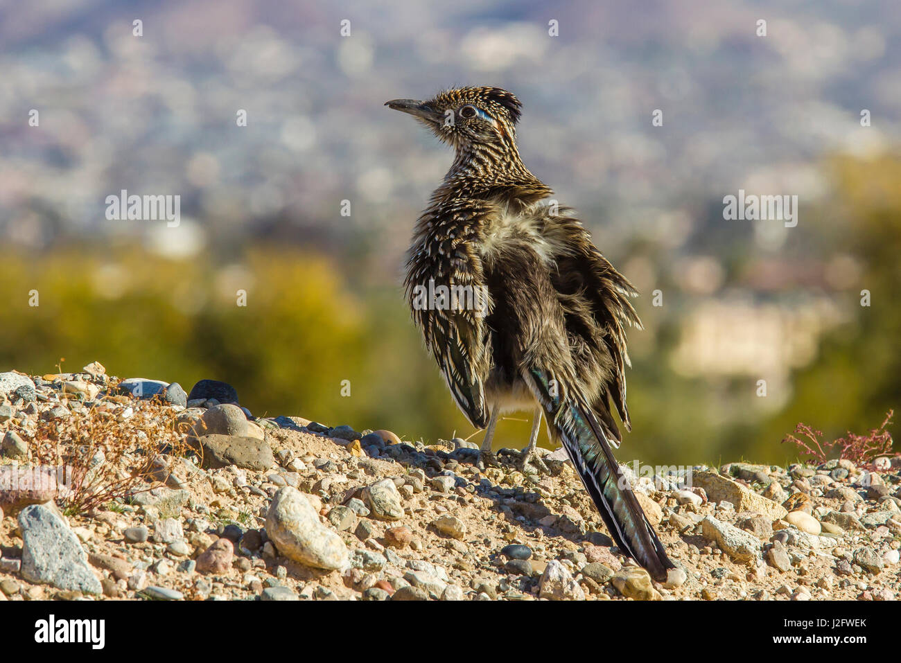 Greater Road Runner on Lake Havasu Island Stock Photo - Alamy